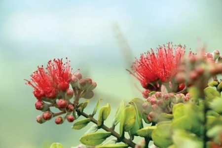 Ohia lehua named state endemic tree | News, Sports, Jobs - Maui News
